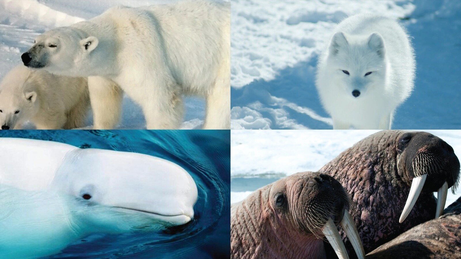 Petition · Stop Willow Project, Save Vulnerable Species - Pakistan ...