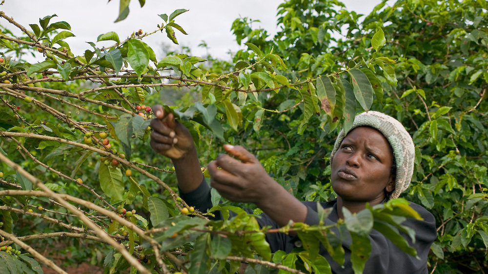 Petition · Pay coffee farmers higher salaries; plant coffee in an ...