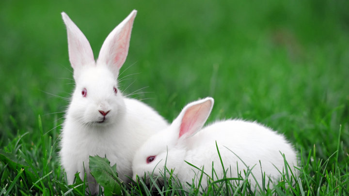 Petition · Bring Justice to Animals: Expose Brands That Lie About ...