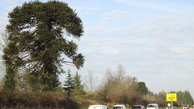 Grand Arbre Qui Borde Les Routes De France