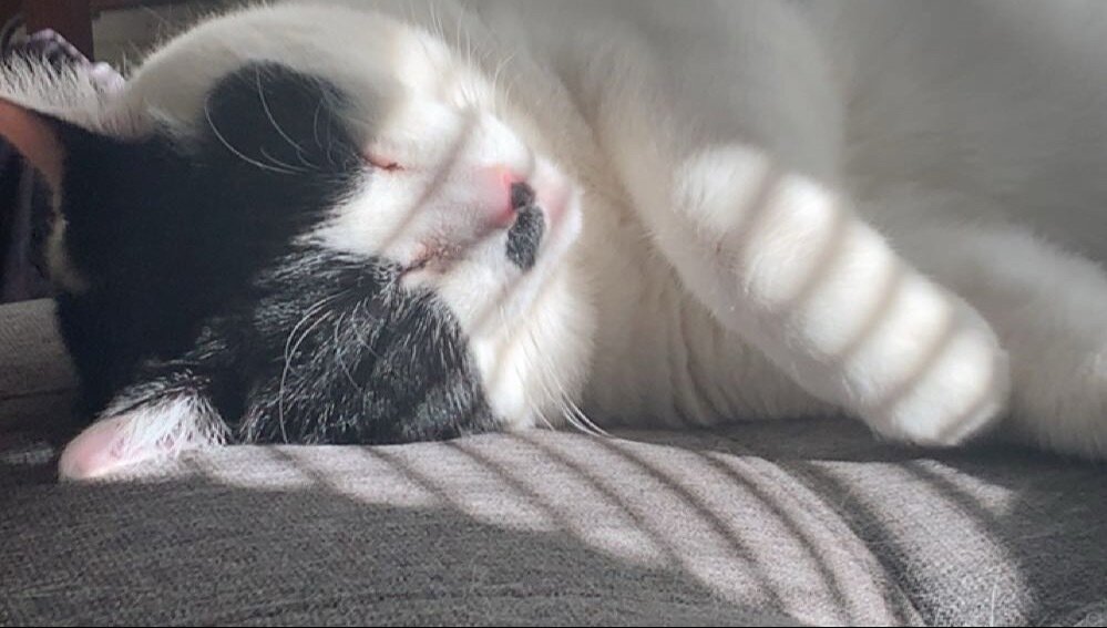 Petition · Encourage Michael and Calamari to Relocate and Reside with ...