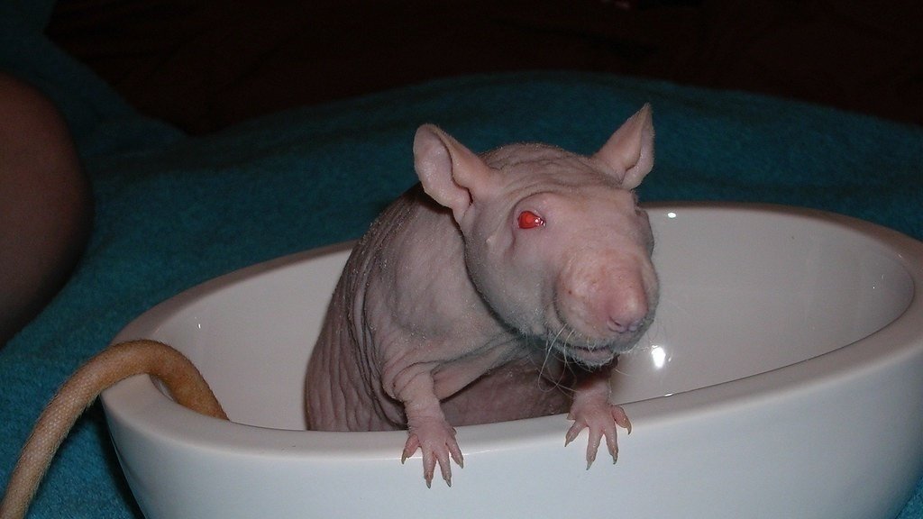 Petition · Stop albino rat suspension and teacher racism - United ...