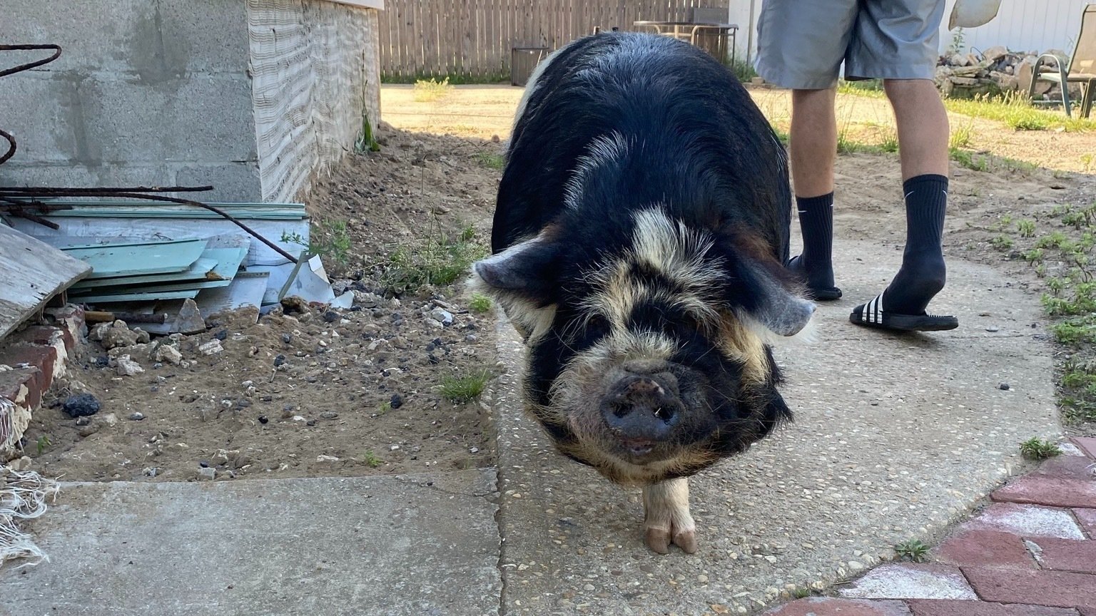 Petition · SAVE OSCAR THE PIG - United States · Change.org