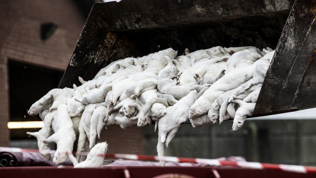 Petition · Stop mink genocide in Denmark - France · Change.org