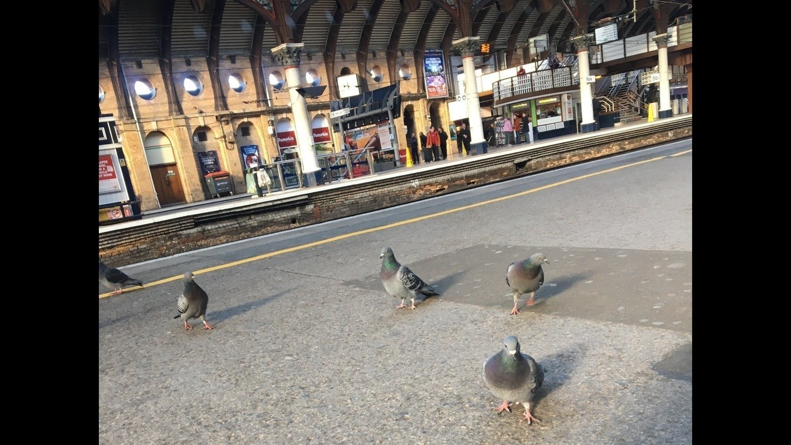 Petition · Ask LNER to stop culling pigeons at York Train Station ...