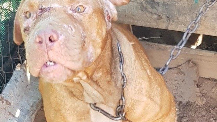 Petition · "No Bad Dogs" Petition against Breed Specific Laws (BSL) in ...