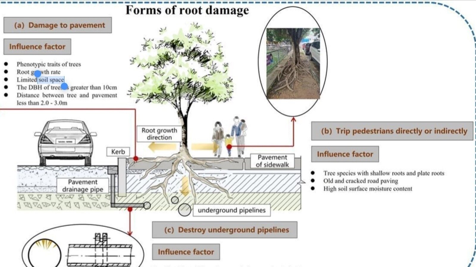 Petition update · The Hidden Costs of Sidewalk Expansion: Root Damage ...