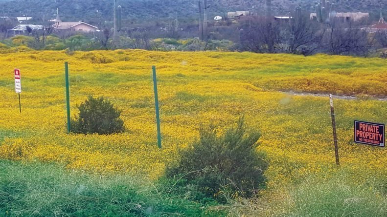 Petition · Fighting Globe Chamomile (Stinknet) in Az - New River ...