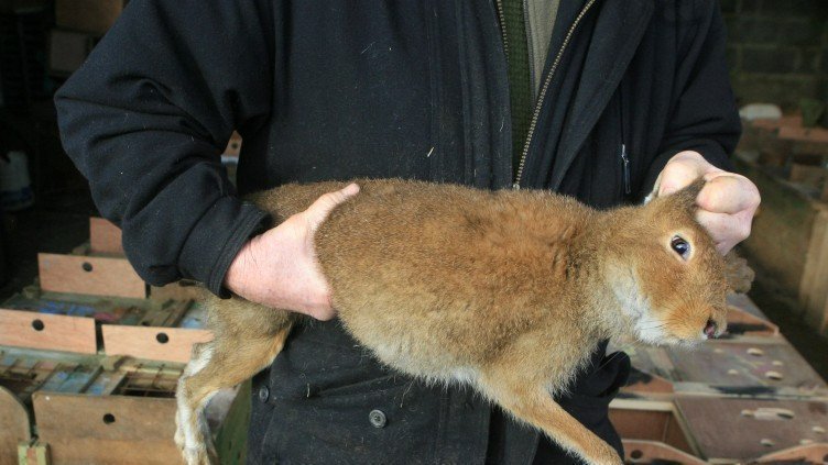 Petition update · Side with the Hares! · Change.org · Change.org