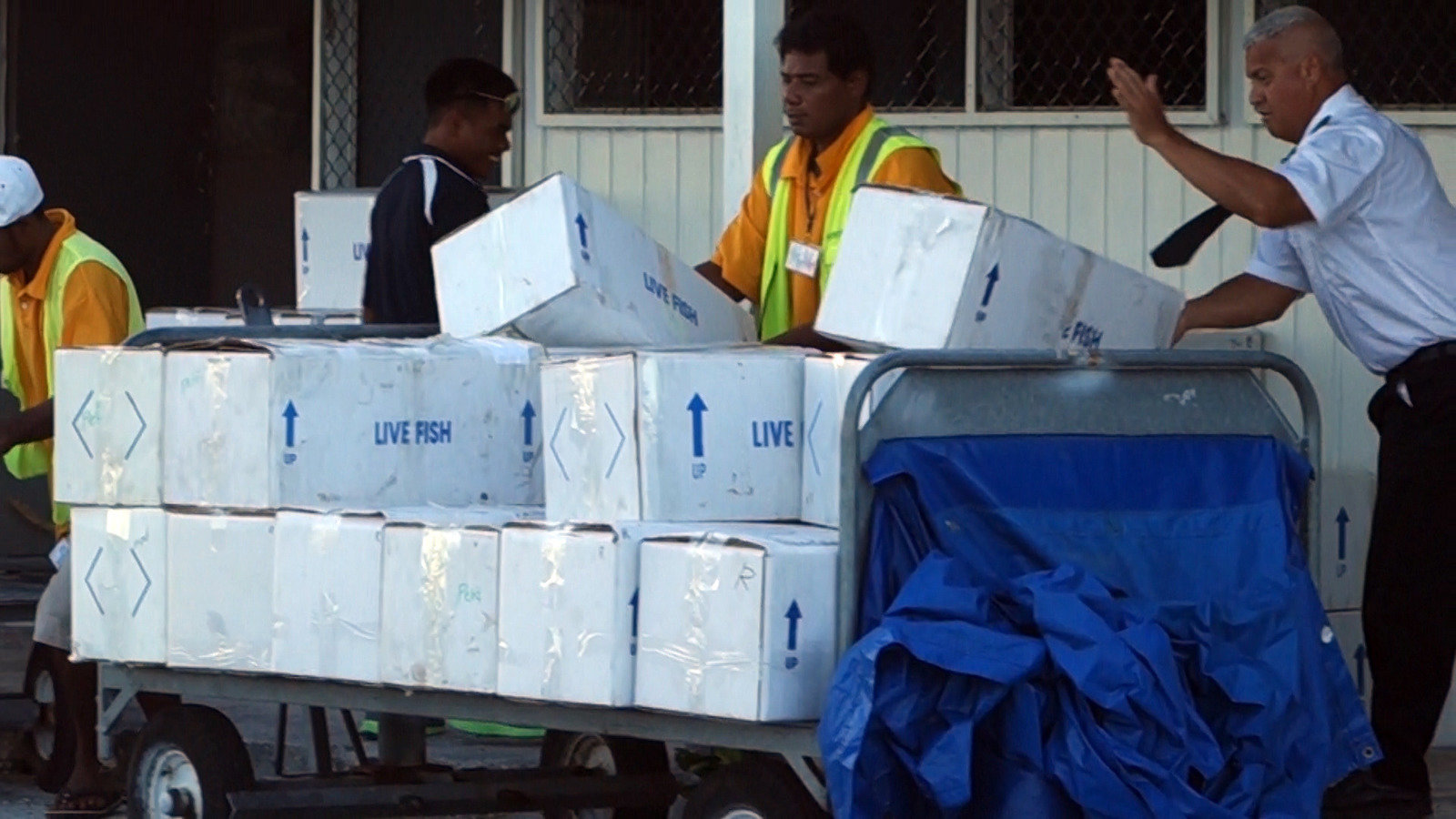 Petition · Stop shipping live fish - United States · Change.org