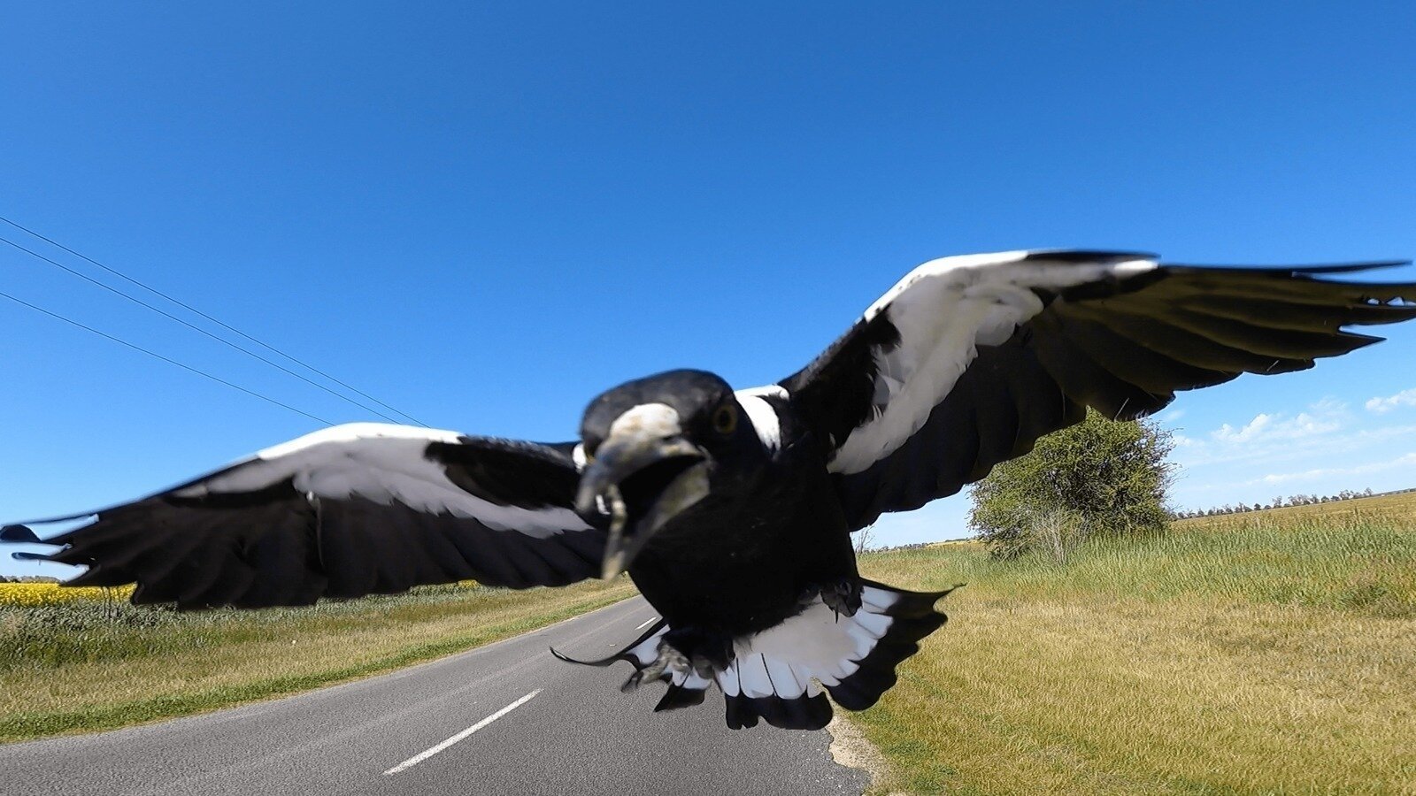 Petition · Ban Magpies - Australia · Change.org