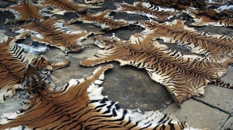 Petition · Stop illegal tiger hunting - Australia · Change.org