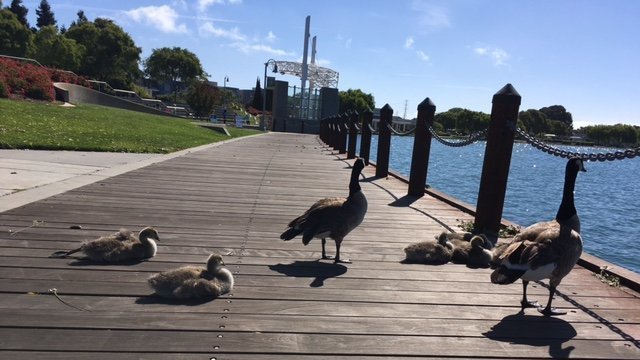 Petition · Stop Canada Geese Killing - United States · Change.org