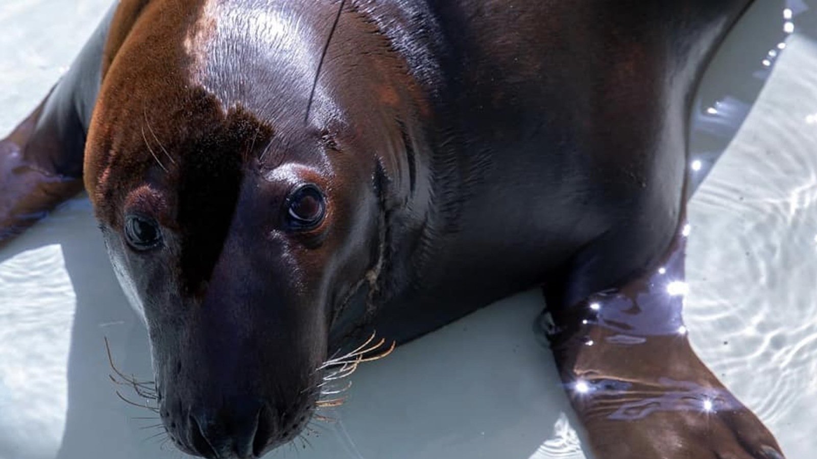 Petition · Change the Beverly sports teams to the Beverly Seals ...