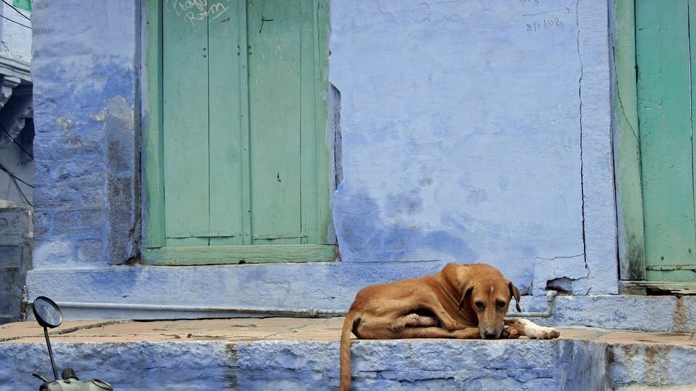 Petition · "Stop cruelty against stray animals." - India · Change.org