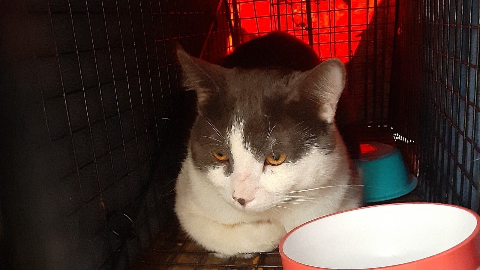 Petition · Lets help Roaming Cats - United States · Change.org