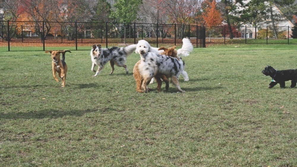 Petition · Livermore residents Want a Lighted Dog Park - United States ...