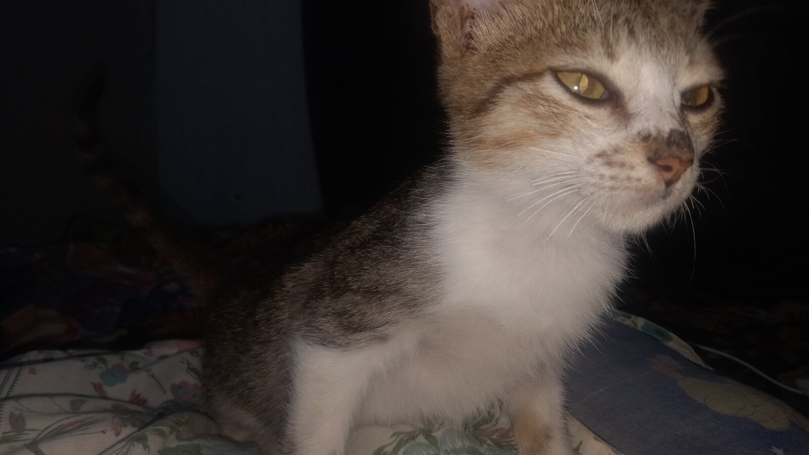 Petition · Stop the silent suffering of our fellow creatures ...