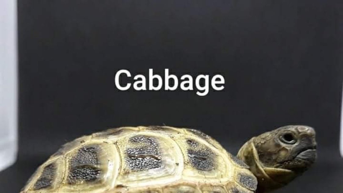 Petition · Get Steven the turtle - United States · Change.org