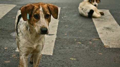 Petition · Stop killing stray dogs and making a shelter in major cities ...