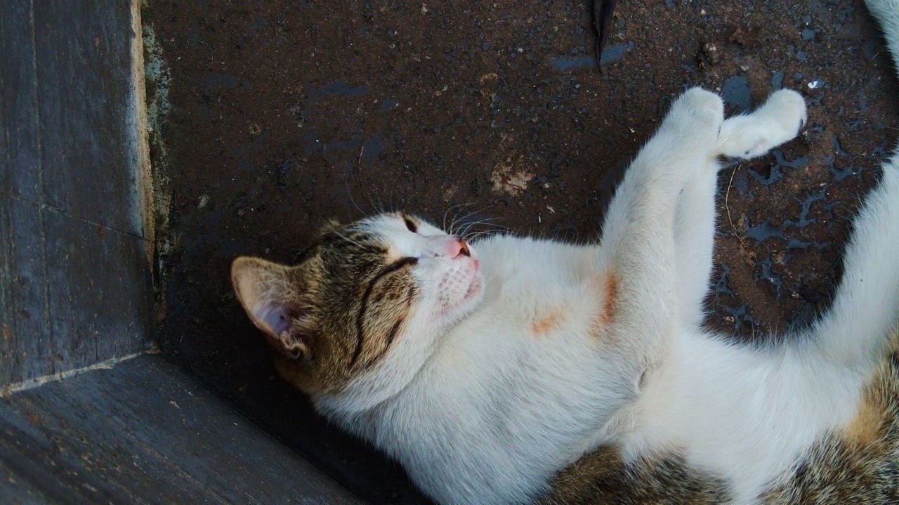 Petition · Improve the unjust treatment of stray animals; Help them ...