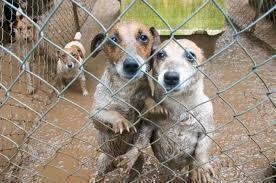 Petition · Protect animals from overbreeding and puppy mills - United ...