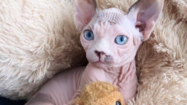 Petition · Poe’s Need a New Bald Cat - United States · Change.org