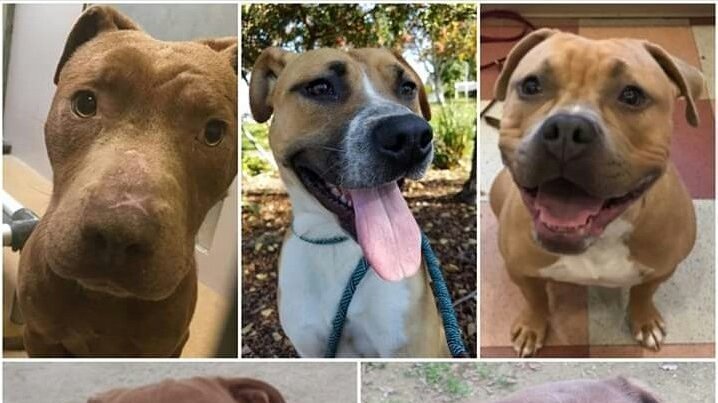 Petition · Help save the pit bulls at the Contra Costa County shelter ...