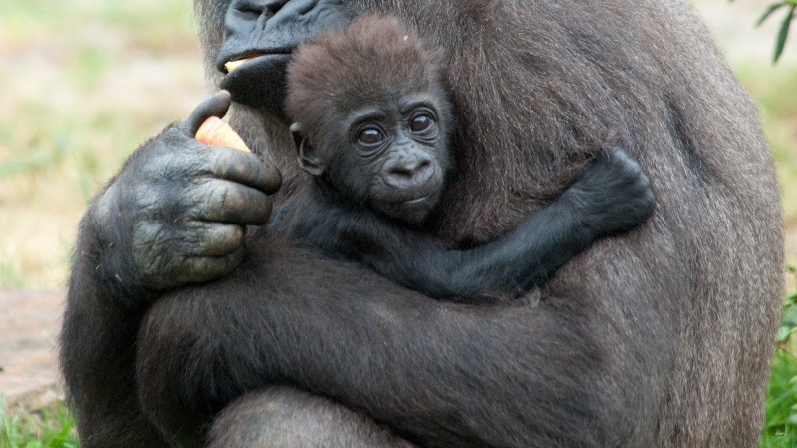 Petition · protect these animals from further harm. - Philippines ...