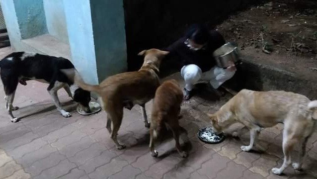 Petition · Let's Save Stray Dogs · Change.org
