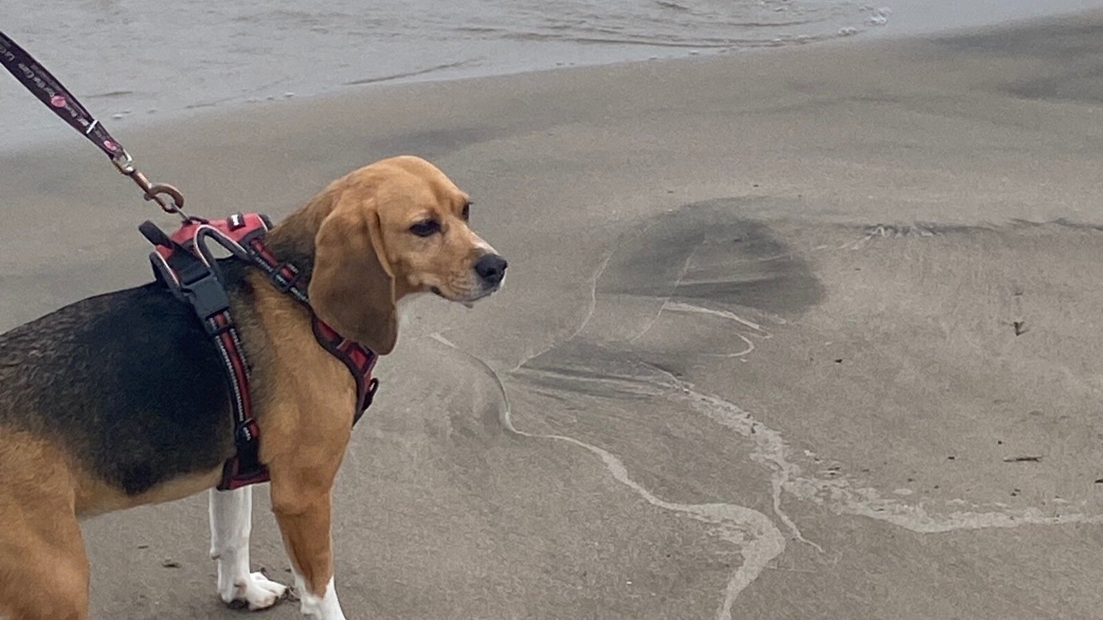 Petition update · 194 Signatures So Far!!! Rusty ️ ️ is so proud ...