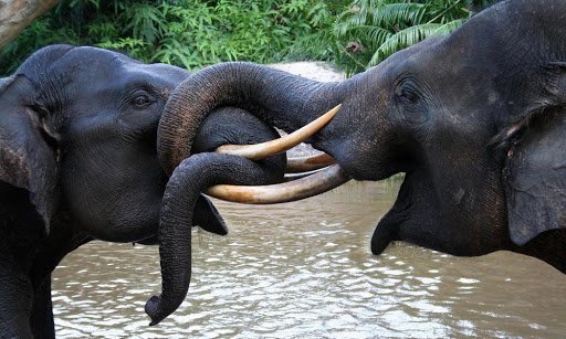 Petition · Help Save Sumatran Elephants - Madison, United States ...