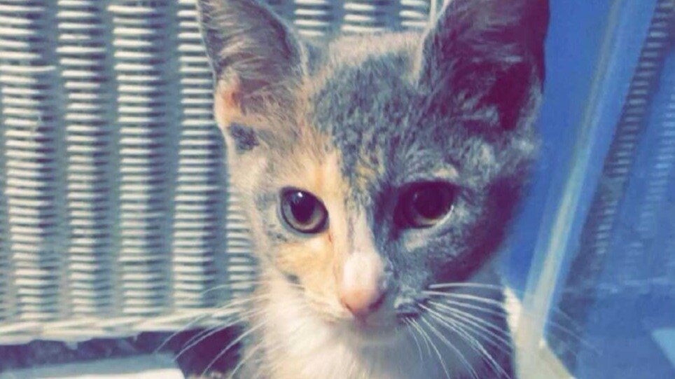 Petition · Enforce City Ordinances For Unspayed/Unneutered Roaming Cats ...