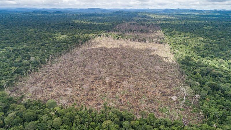 Petition · stop the amazon rain forest from being cut down - India ...