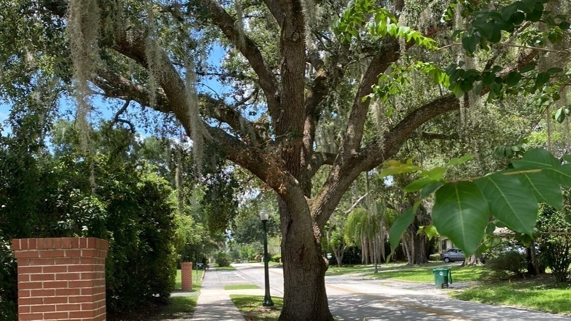 Petition · Save the Historical Live Oak Tree "The Heart Tree" - United ...