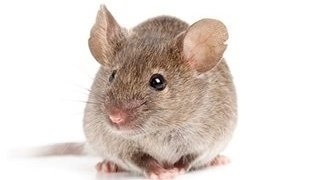 Petition · MICE LIVES MATTER - United States · Change.org