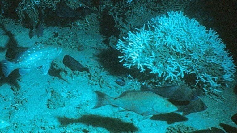 Petition · Save the Oculina Coral Reef! This unique coral ecosystem is ...