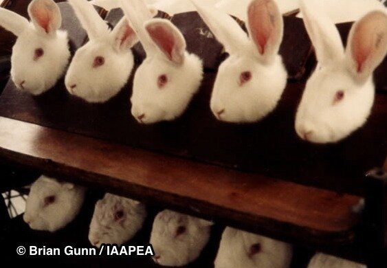 Petition · Kose: Please stop testing on animals! - Japan · Change.org