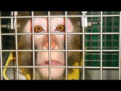 Petition · Stop Animal Testing - United Kingdom · Change.org