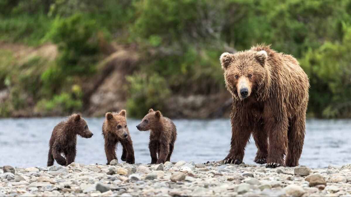 Petition · Stop the Aerial Slaughter of Bears and Wolves by the Alaska ...