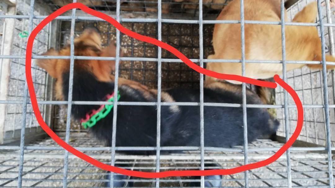 Petition · Padawan Municipal Council, STOP catching TNVR DOGS & CATS ...