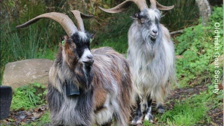 Petition update · Protect the Old Irish Goat before it's too late ...