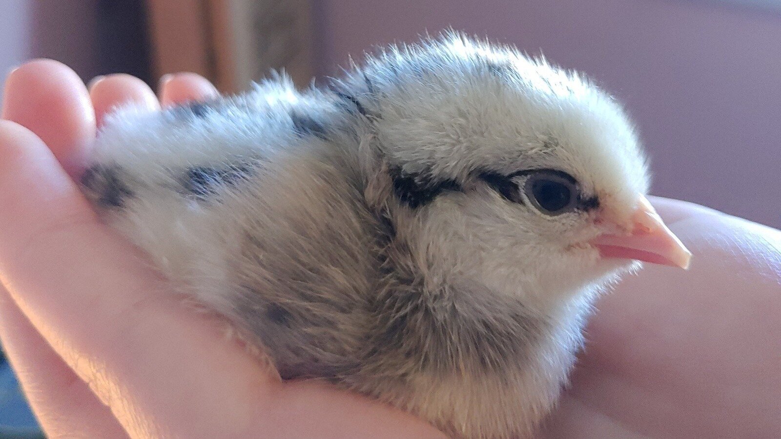 Petition · Protect Moreno Valley Residents' Rights to Pet Ownership and ...