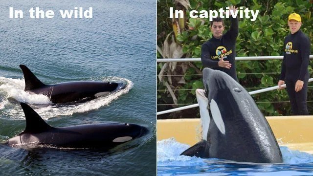 Petition · Don't Go to SeaWorld Shut it Down - United States · Change.org