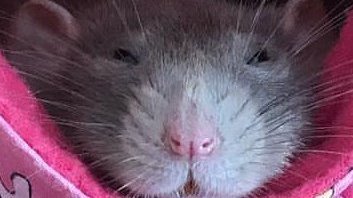 Petition · Make "What Rat are you?" Filter on Instagram - United States ...