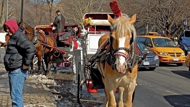 Petition · Help protect the city horses - United States · Change.org