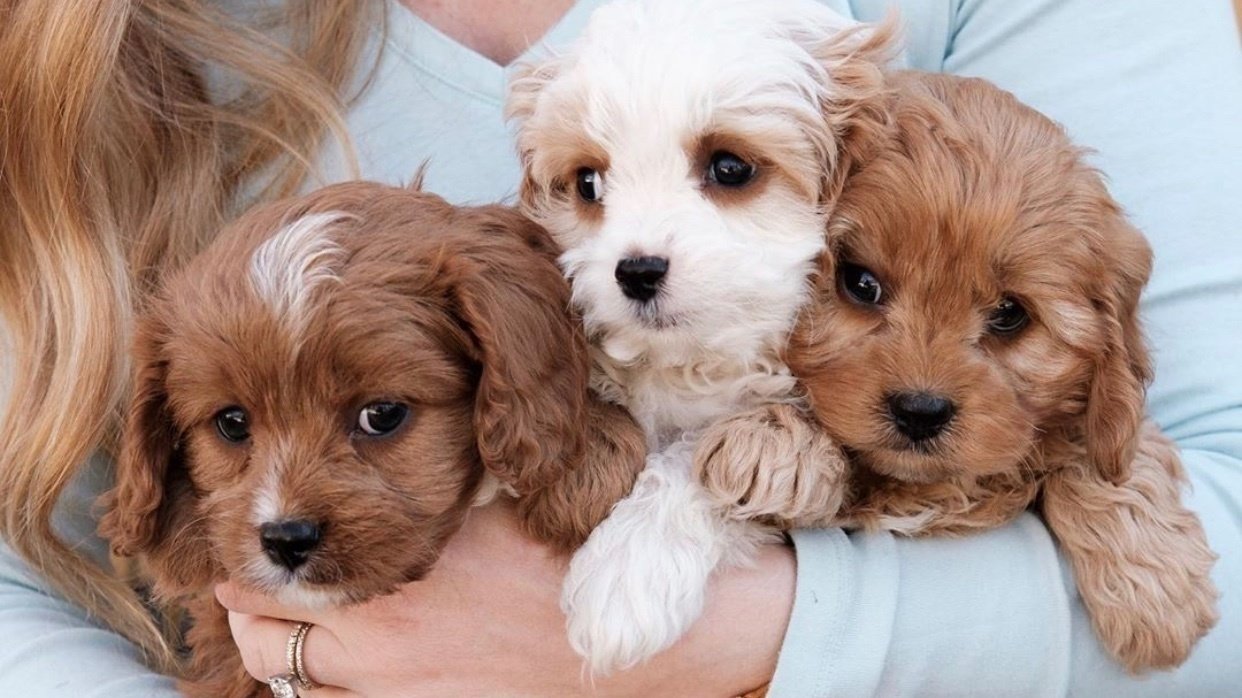 Petition · Get Isadora a Cavapoo in 2020 - Canada · Change.org