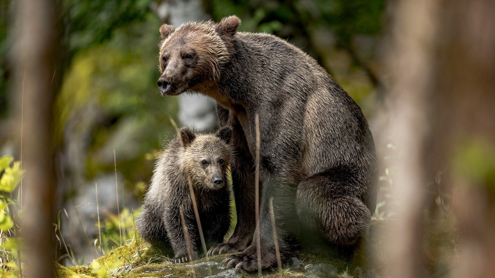 Petition · Don't let Brian Nesvik threaten Grizzly Bears and the ...