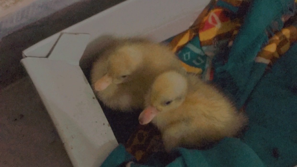 Petition · ducks as donna and harvey · Change.org