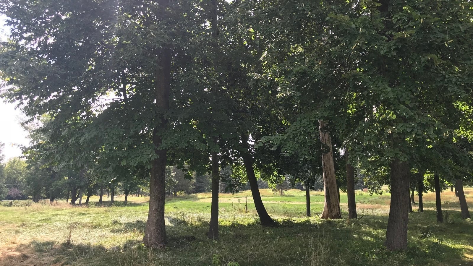 Petition · SAVE the TREES at Shadow Pines! - United States · Change.org